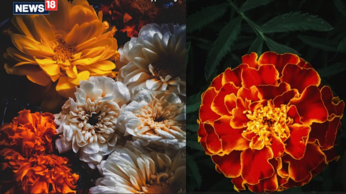 How To Make Herbal Agarbatti From Dried Puja Flowers In 5 Steps ...