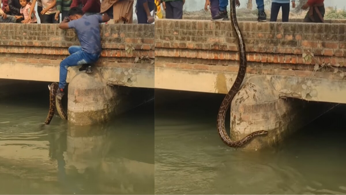 Watch: Man Pulls Giant Python Out Of Canal Without Breaking A Sweat ...