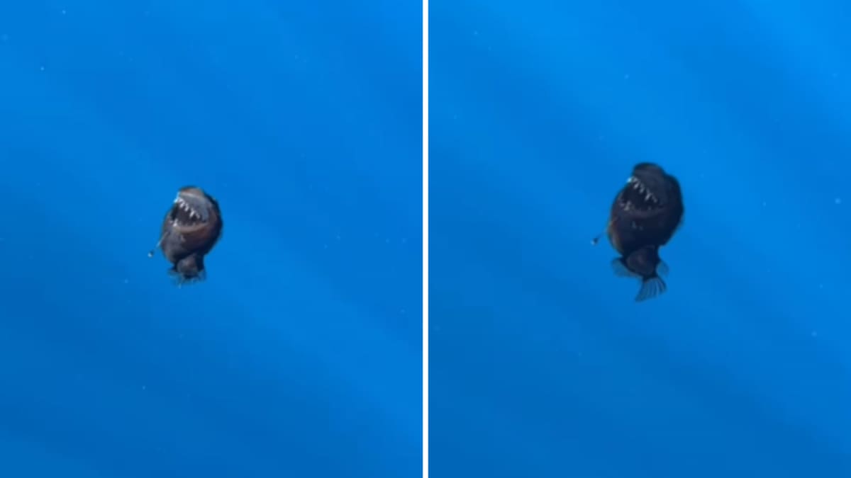 After ‘Doomsday’ Fish, Black Seadevil Anglerfish Mysteriously Rises To ...
