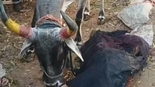 Python Swallows Calf At Night, Vomits It Out Later; Mother Cow ...