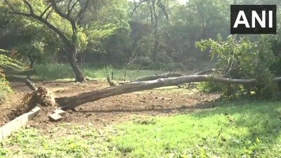 Delhi Earthquake Brings Down Tree That’s Over 20 Years Old: Video ...