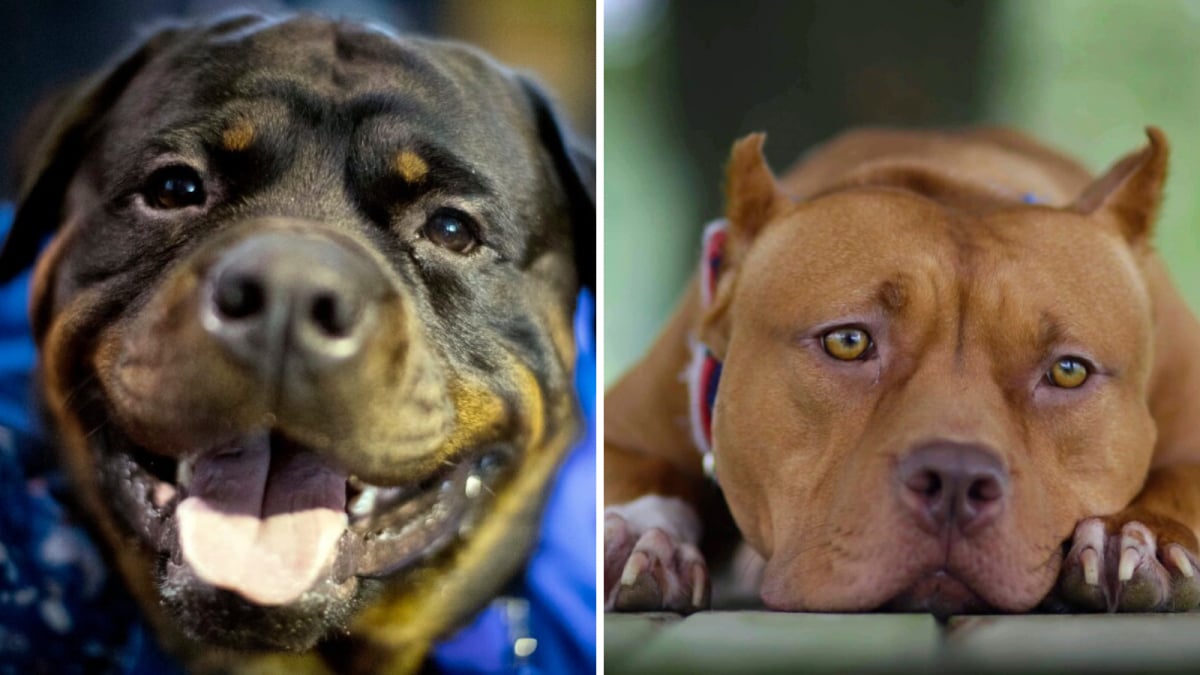 Goa To Ban Rottweilers, Pitbulls After Dog Attacks: Here's What Their ...