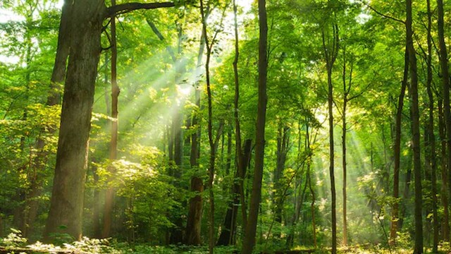 Over 100 Bird Species Discovered In Malaysia’s Seberang Perai Forest ...