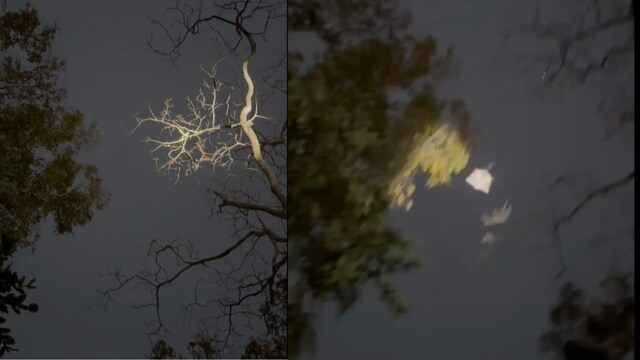 Is That A 'Flying Squirrel'? This Video Excites Wildlife Enthusiasts ...