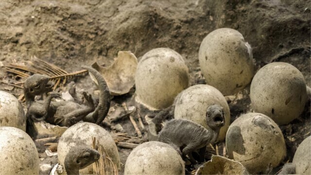 70-Million-Year-Old Dinosaur Embryo Found In Missouri, Scientists ...