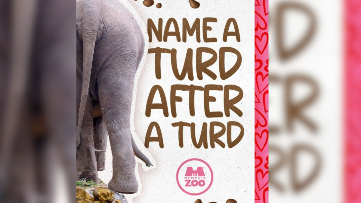 Forget Roses, This Zoo Lets You Send Elephant Poop Video To Your Ex For ...