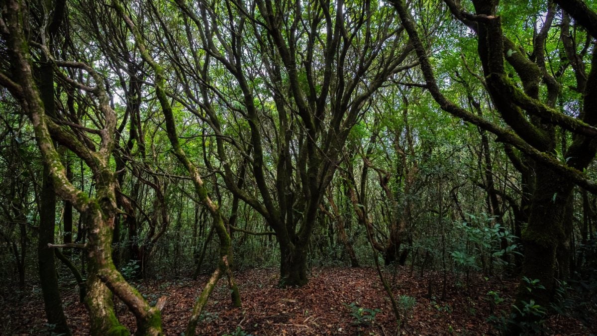 India Approves 59,881 Hectares of Forest Land for Non-Forest Use ...