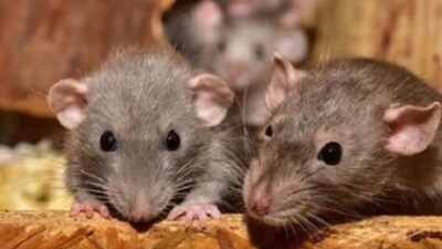 Rats Wreak Havoc, Eat Away Foundations Of Houses In Moradabad; Civic ...