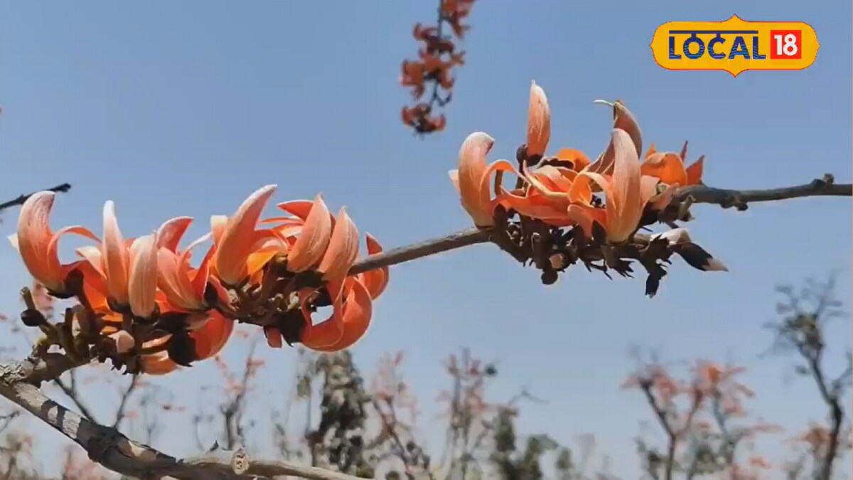 Palaash Flowers Are Blooming A Month Early In Jharkhand, But It's Not ...