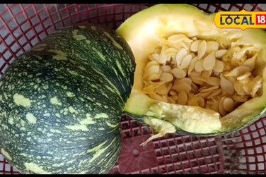 Pumpkin Seeds News: Latest Pumpkin Seeds News and Updates at News18