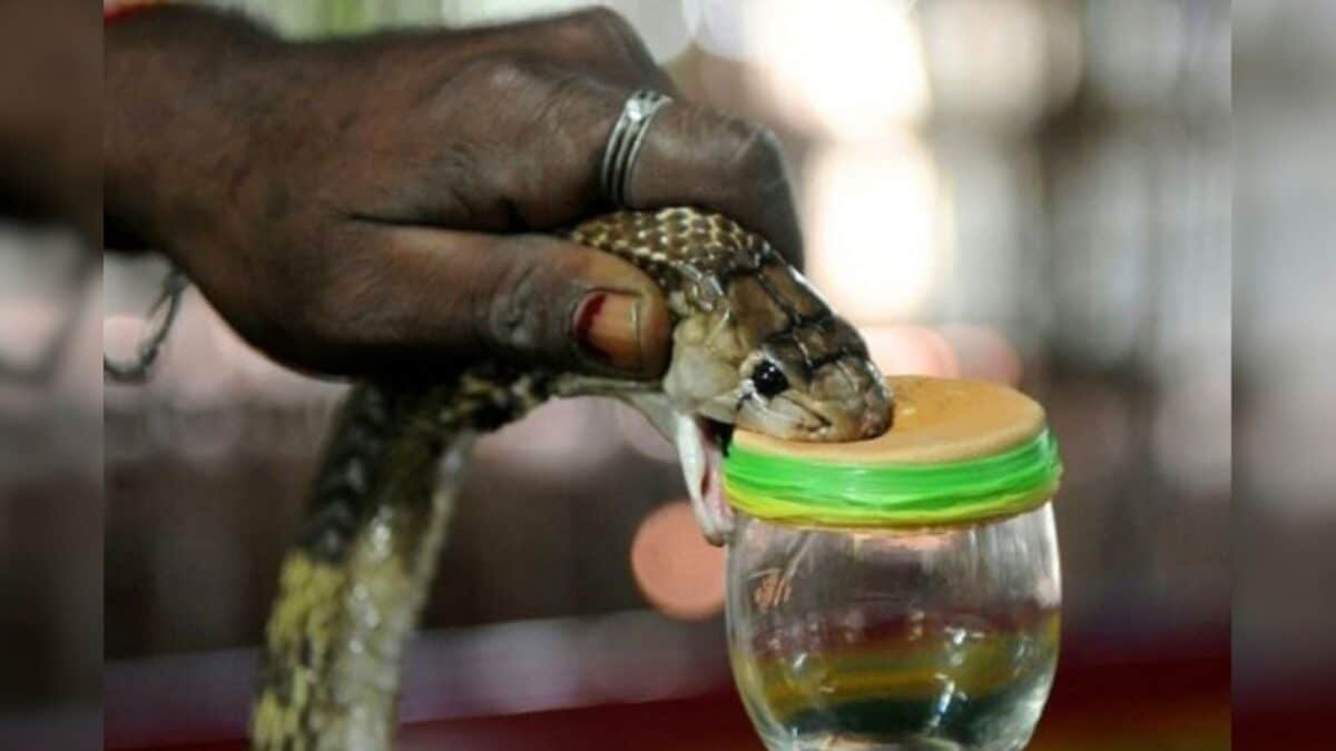 The Irula Tribe: Where Even Children Know How To Extract Venom From ...