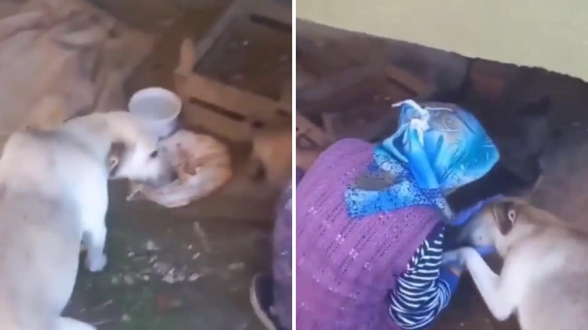 This Viral Video Proves That Even Dogs Know How To Show Gratitude ...