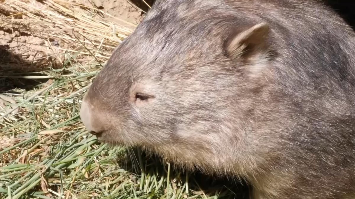 US Influencer Hits Back at Australian PM Over Baby Wombat Controversy ...