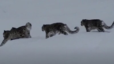 Stunning Footage Of Four Snow Leopards In Pakistan Will Take Your ...