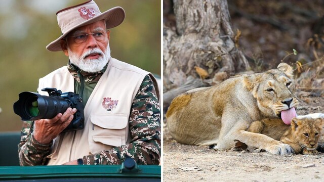 Sunrise, Photography & Lions: Here's How PM Modi Marked World Wildlife ...