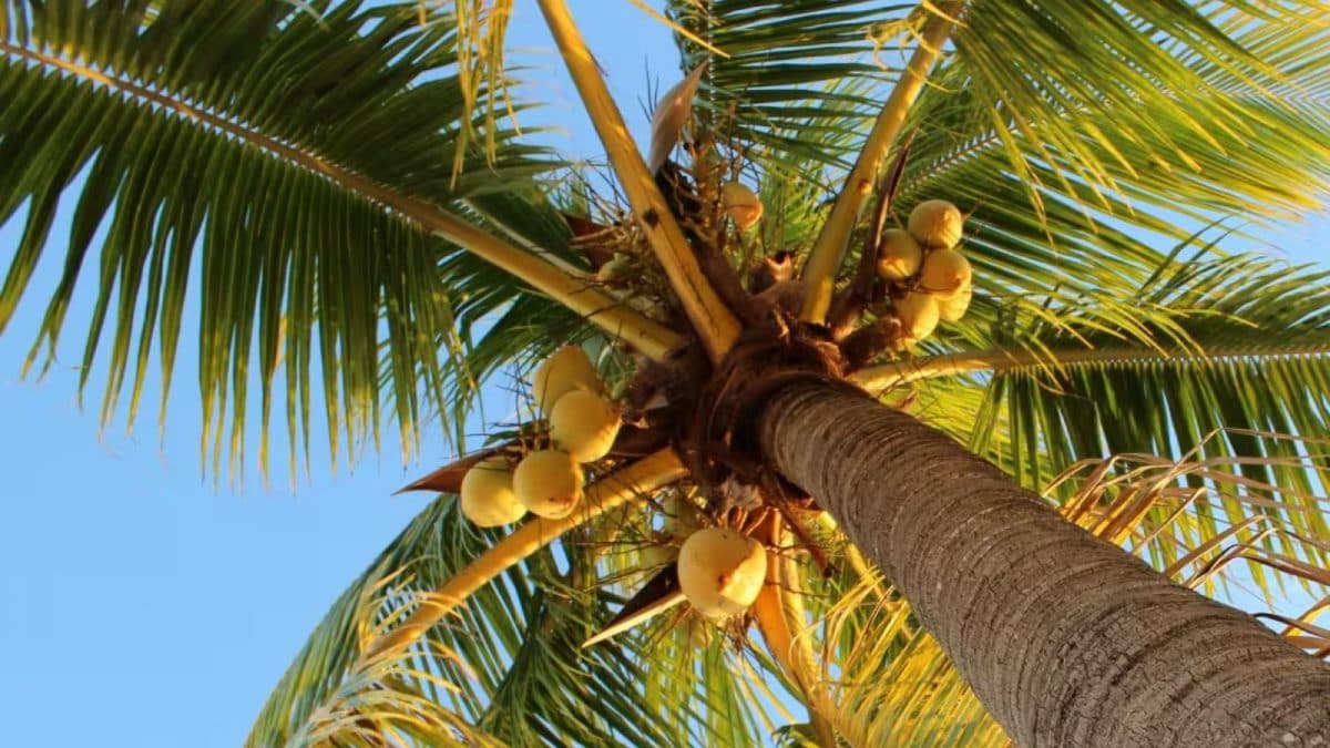 Kozhikode Youths Develop AI-Powered 'Coco-Bot' To Solve Kerala's ...