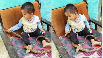 Young Child Plays With Dangerous Snake, Viral Video Shocks Viewers ...