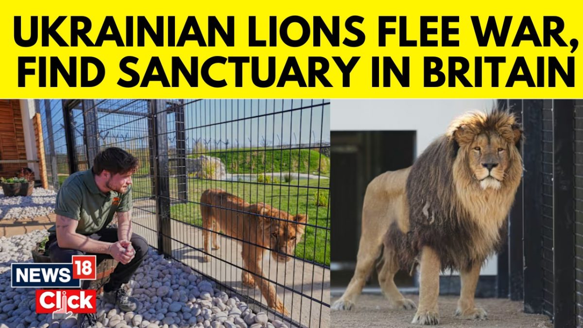 5 lions rescued from the war in Ukraine settle into a new life in ...