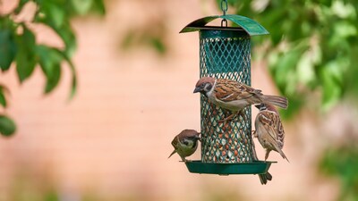 World Sparrow Day 2025: Theme, History, And Why Saving These Little ...