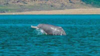 India Estimates 6,326 Dolphins, Uttar Pradesh & Bihar Lead, Punjab ...