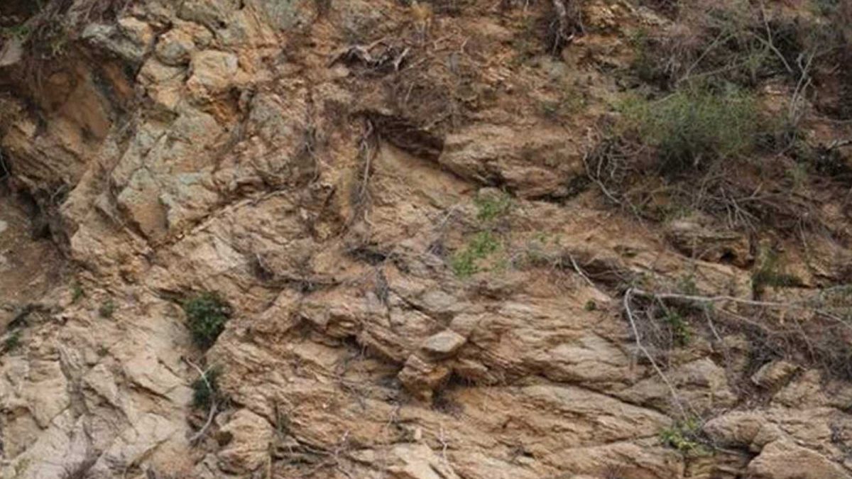 Can You Spot The Hidden Deer In This Optical Illusion? | Viral News ...