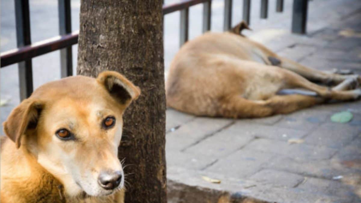 Stray Dog Carries Dead Newborn In Its Mouth In MP's Rewa; Probe Launched After Video Goes Viral ...