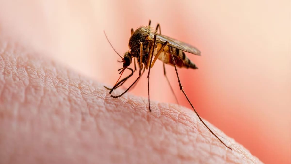 How To Stay Safe From Dengue: Essential Preventive Measures Recommended ...