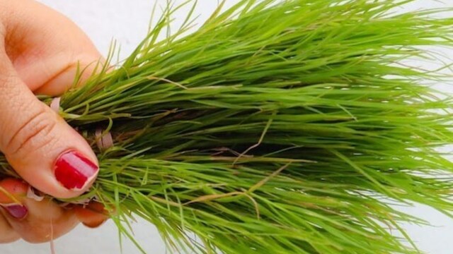 Say Goodbye To Migraines! This Grass Around Your Home Could Be The Cure ...