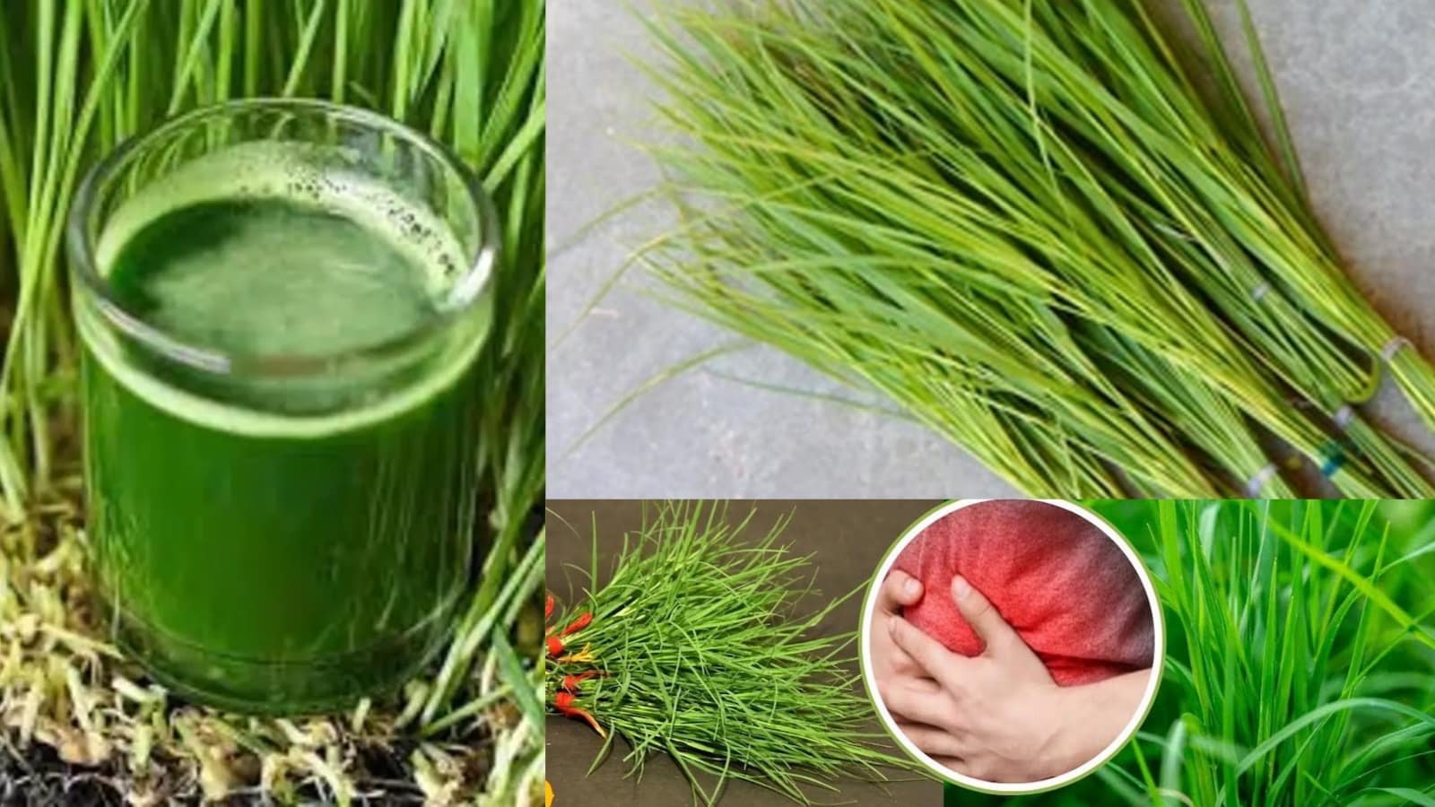 Say Goodbye To Migraines! This Grass Around Your Home Could Be The Cure ...