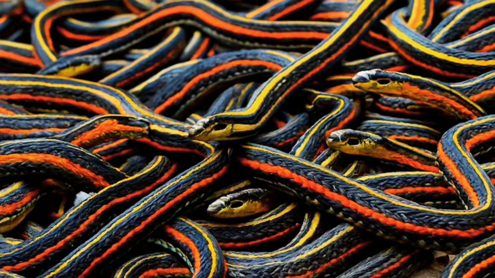 Honeymoon Spot Of Snakes: 75,000 Eastern Garters Gather Here Every Year ...