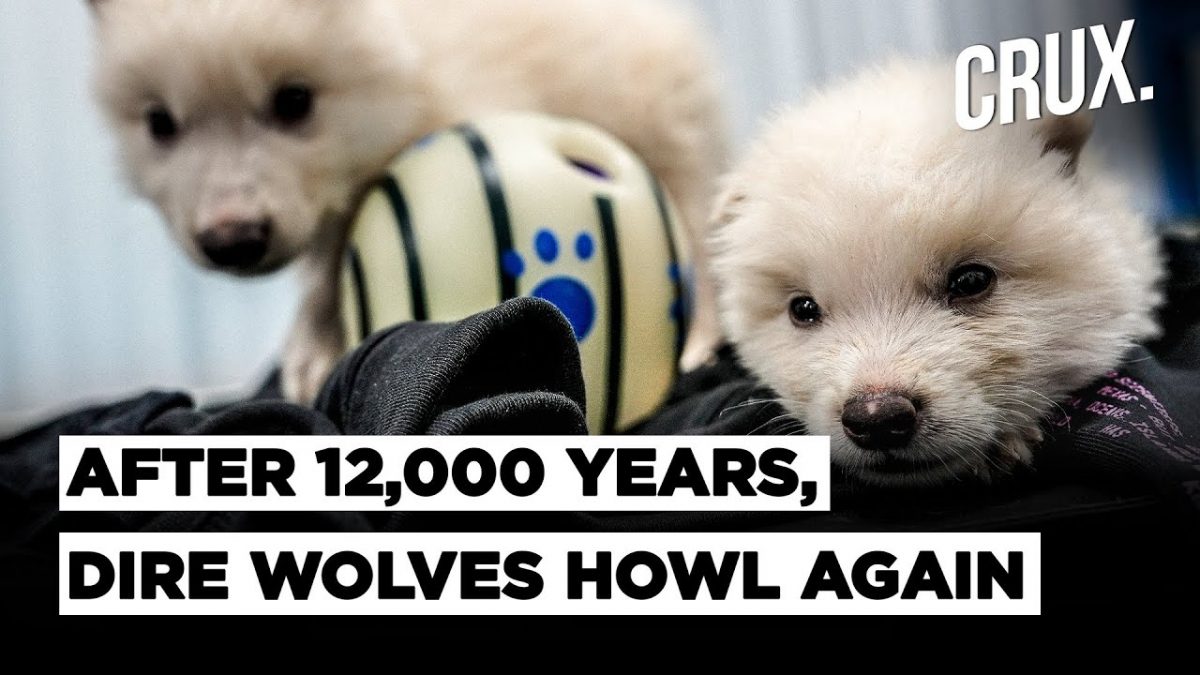 Meet Remus, Romulus, Khaleesi: Three Dire Wolves Become the World’s ...