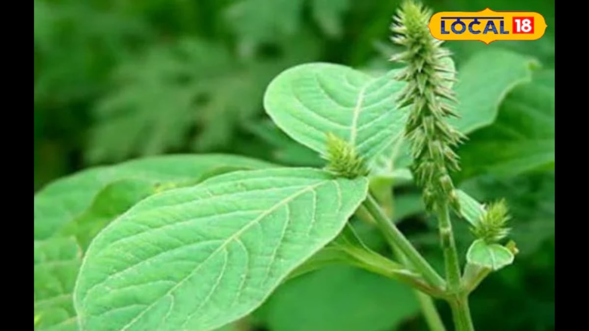 This Plant Can Even Break Down 25mm Kidney Stones Naturally; Here’s How ...