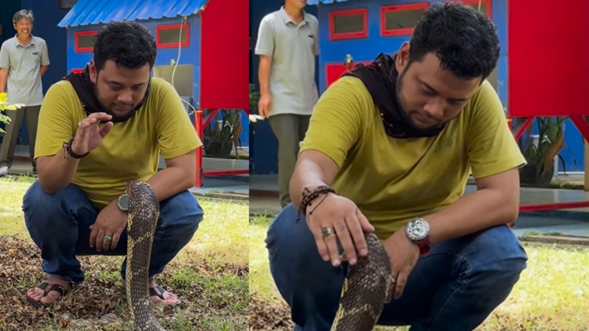 ‘No Fear In His Eyes?’: Viral Video Shows Man In Deadly Face-Off With ...