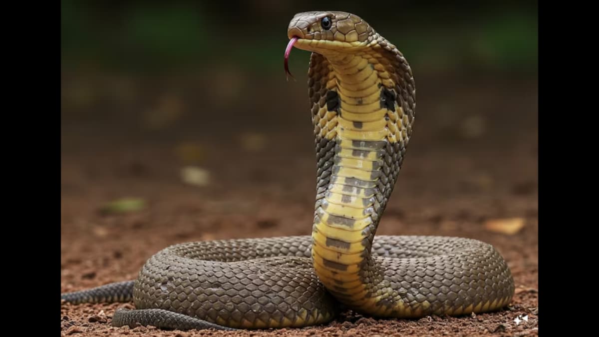 Ever Come Face-To-Face With A Cobra? Here’s How To Stay Safe ...