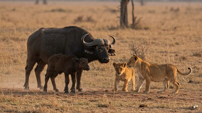 Buffalo Beats Lioness And Her Cubs In Epic Battle To Protect Calf ...