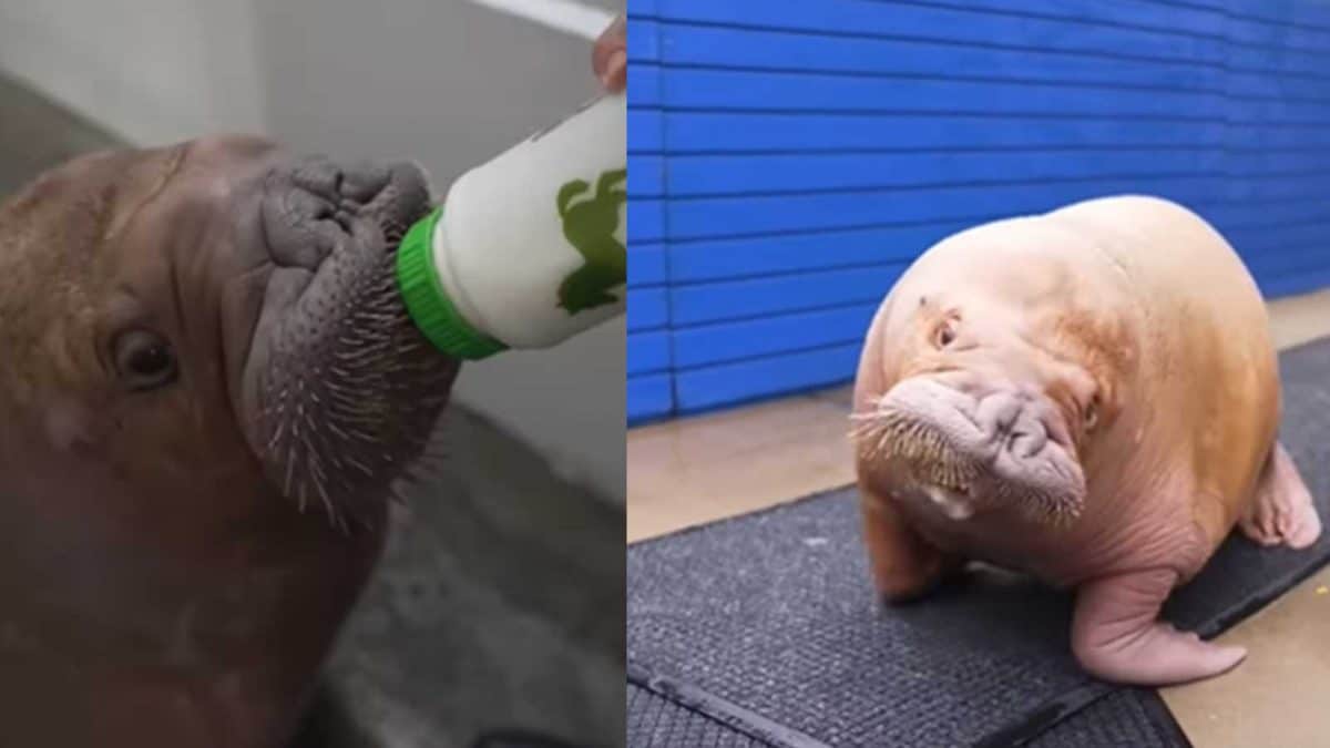 Watch: Orphaned Baby Walrus Finds New Home. Internet 'Absolutely' Loves ...