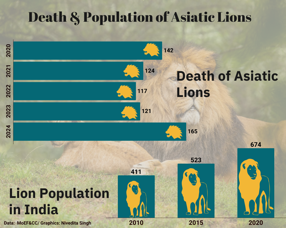 One Asiatic Lion Died Every Alternate Day In Gujarat In 2024, Highest ...