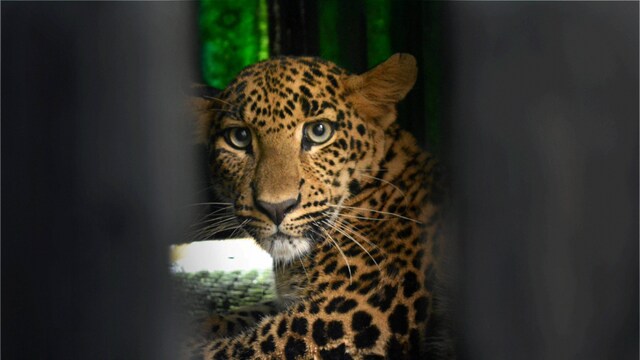 A Day In The Life Of Leopards: In A First, Camera Collar To Capture ...