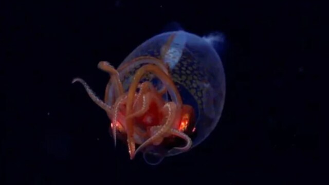 First-Ever Footage Of Colossal Squid Captured After Nearly 100 Years ...