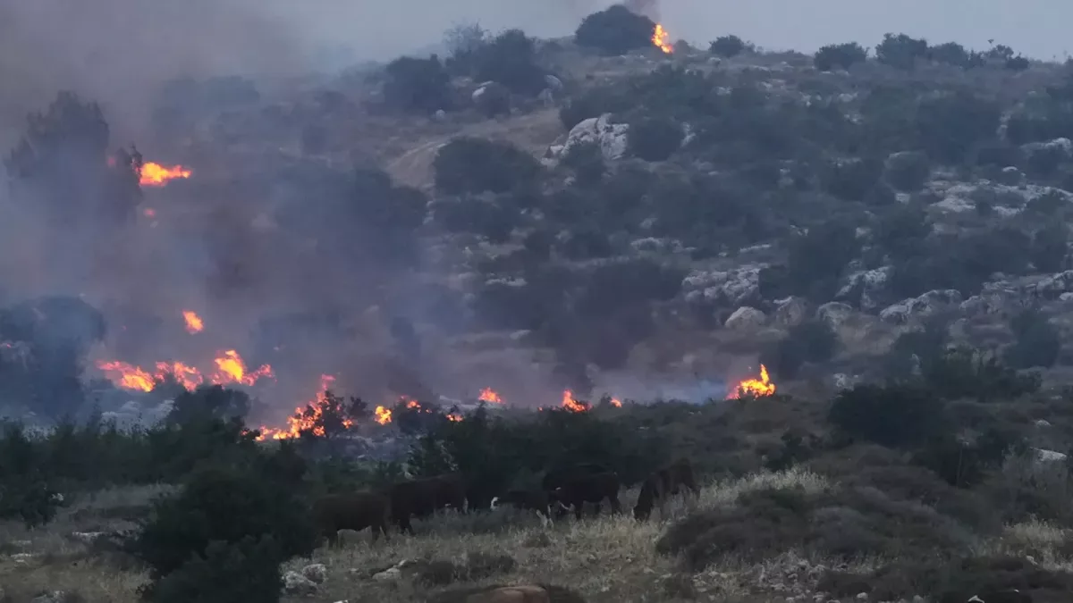 Israel Faces ‘National Emergency’ As Worst Fires In A Decade Rage ...