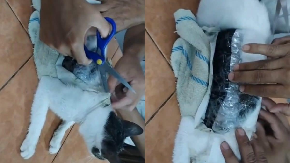 With Drugs Taped To Body, Cat Caught Smuggling Ganja & Cocaine Into ...