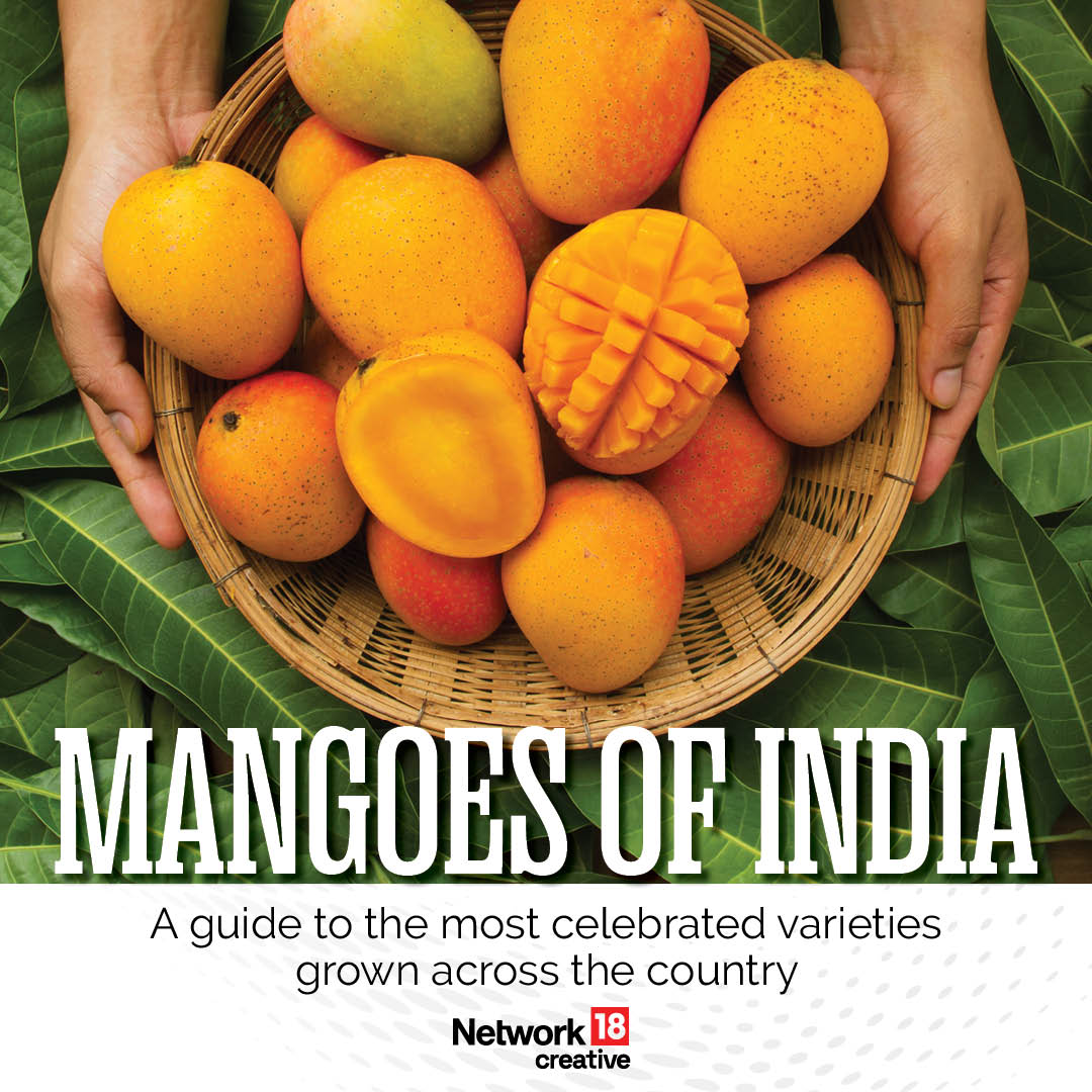 Mangoes Of India: From Alphonso To Dasheri, Exploring Varieties Of ...