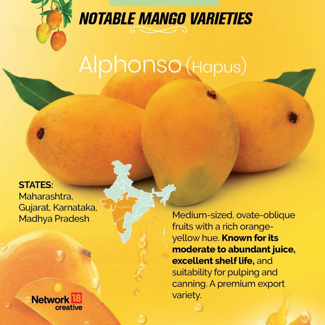 Mangoes Of India: From Alphonso To Dasheri, Exploring Varieties Of ...