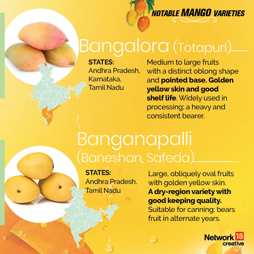 Mangoes Of India: From Alphonso To Dasheri, Exploring Varieties Of ...
