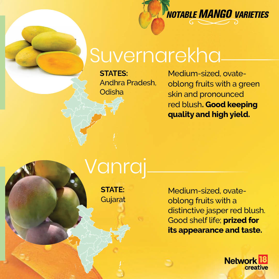 Mangoes Of India: From Alphonso To Dasheri, Exploring Varieties Of ...