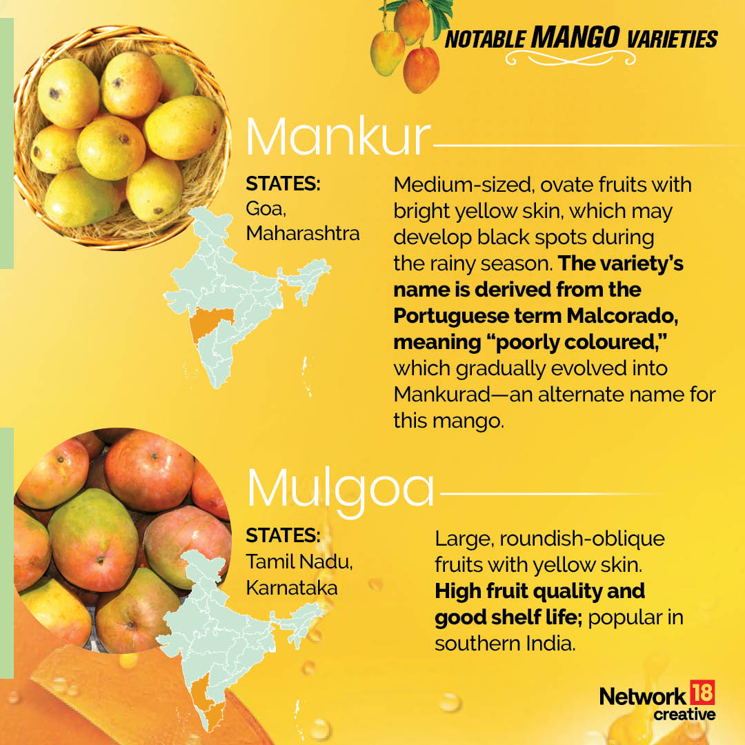 Mangoes Of India: From Alphonso To Dasheri, Exploring Varieties Of ...