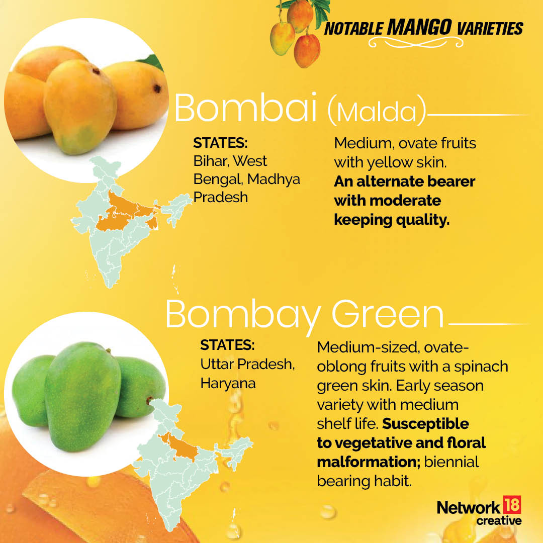 Mangoes Of India: From Alphonso To Dasheri, Exploring Varieties Of ...