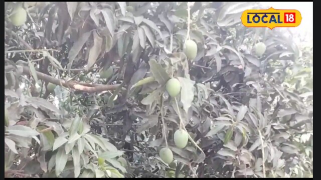 Fragrant, Juicy, And Full Of Promise — Himsagar Mango Finds A New Home ...