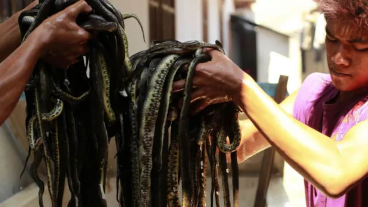 Snakes Are Peeled Alive Here After Being Filled With Water, All In The ...