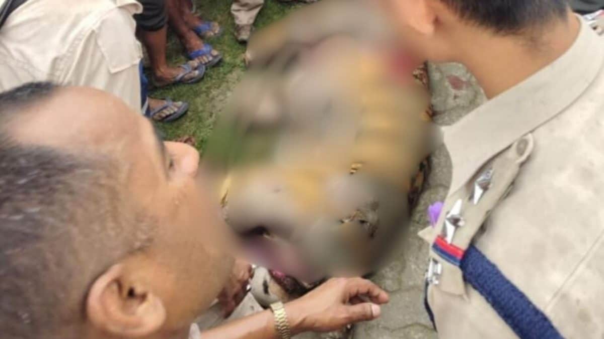 Mob Kills Royal Bengal Tiger In Assam, Animal's Body Missing Skin, Tail ...